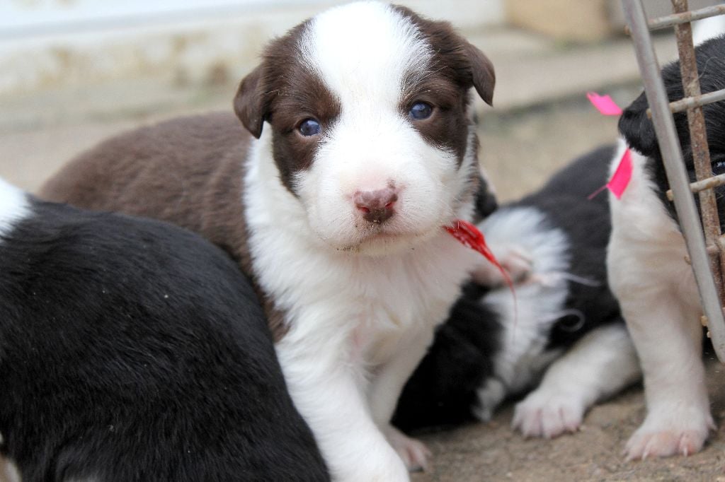 Chiots à vendre - Elevage des Coteaux du petit gris - eleveur de chiens ...