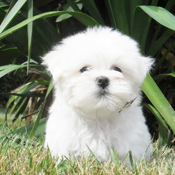 Accueil - elevage de bichon maltais paris , eleveur de chiens Bichon ...