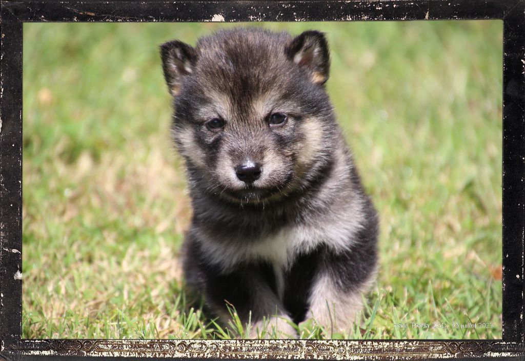 Chiot Alaskan Malamute - CHIOT 3 Des guerriers chippewas