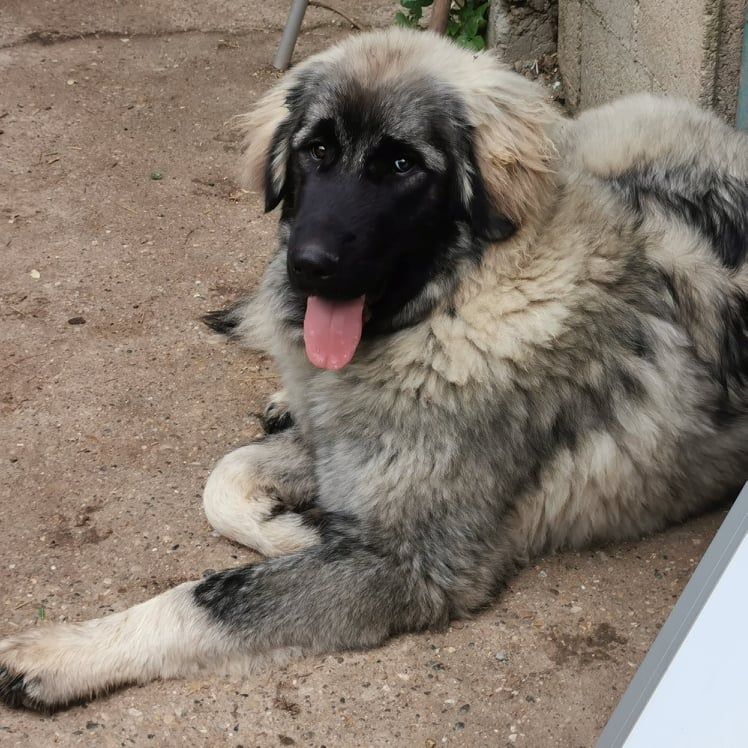 Chien Berger Yougoslave de Charplanina Annah ruah appalachi kennel