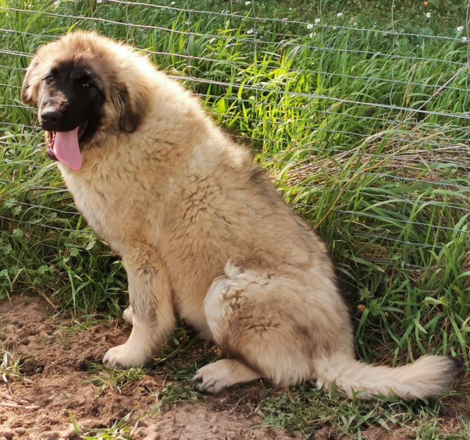 Chien Berger Yougoslave de Charplanina Oscar dit shaddai ruah (Sans Affixe)