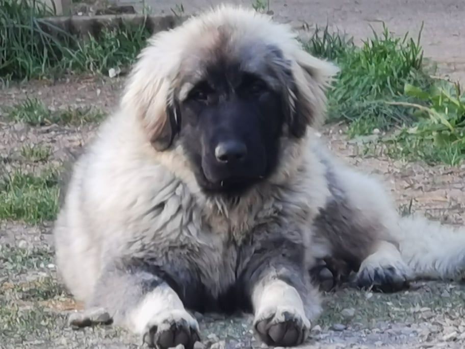 Chien Berger Yougoslave de Charplanina Annah ruah appalachi kennel