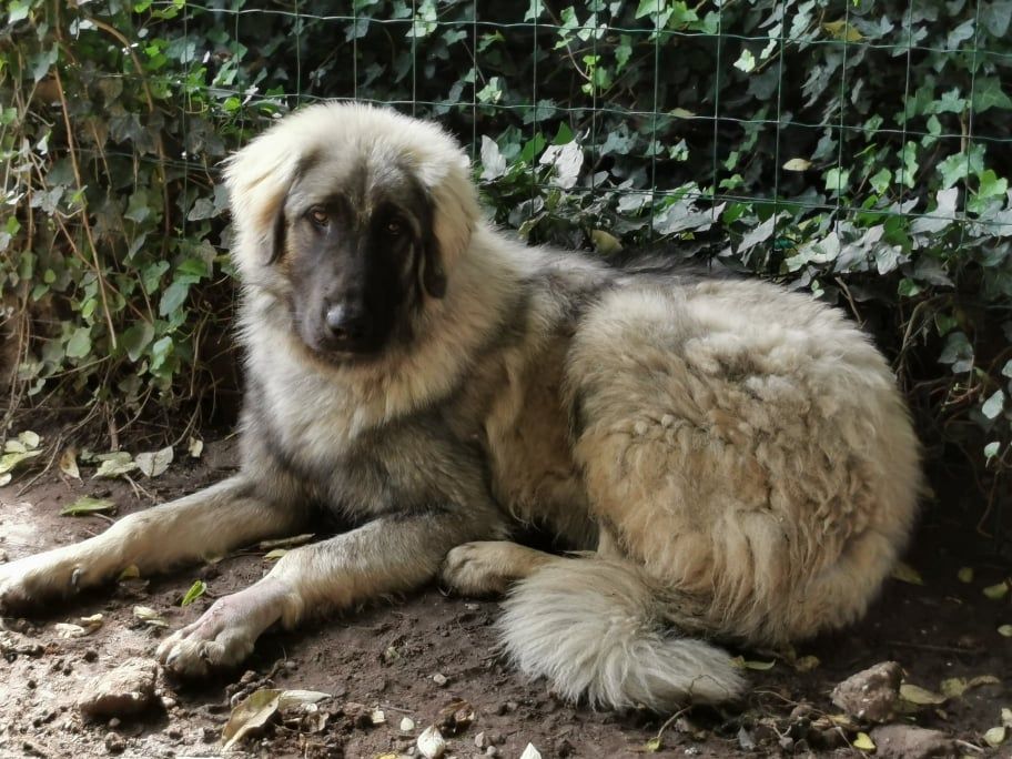 Chien Berger Yougoslave de Charplanina Oscar dit shaddai ruah (Sans Affixe)