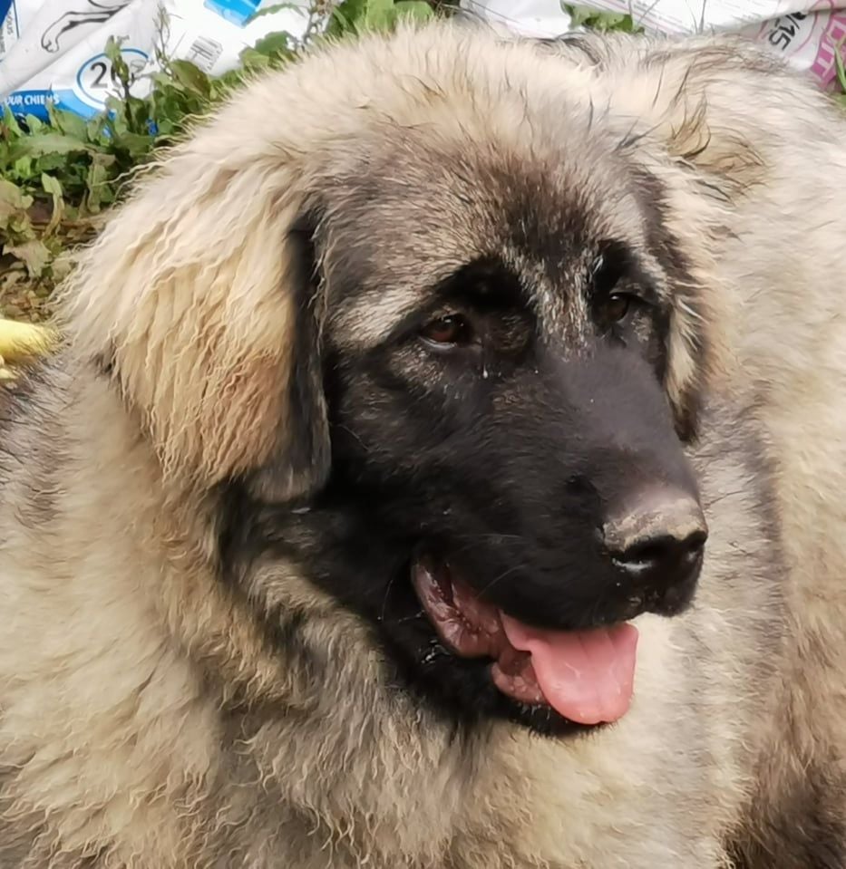 Chien Berger Yougoslave de Charplanina Annah ruah appalachi kennel