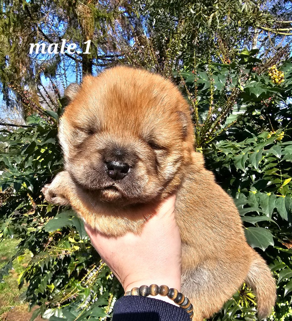 Chiot Chow Chow - CHIOT Le domaine de fabadel