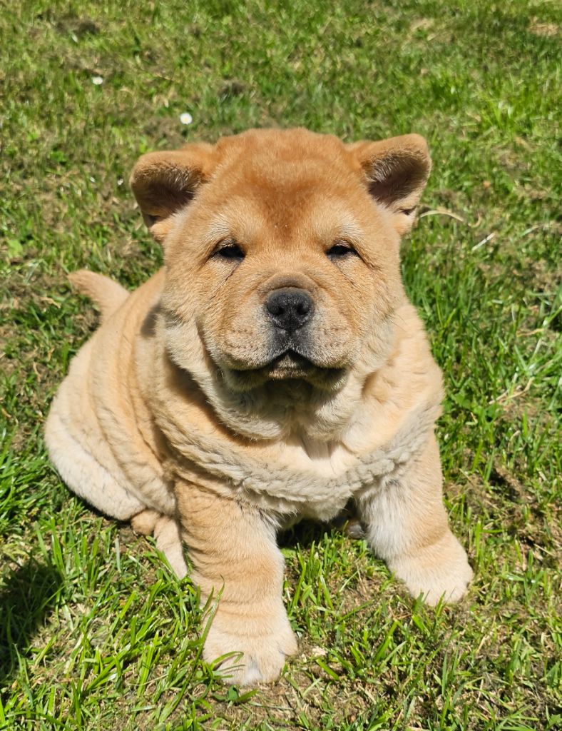 Chiots à vendre - Elevage Le domaine de fabadel - eleveur de chiens ...