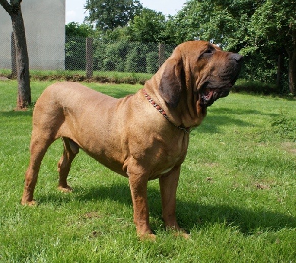 Accueil - eleveur de chiens Fila Brasileiro