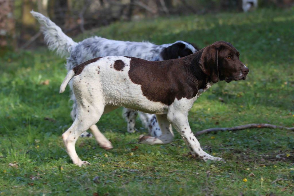 Chiots à vendre - Elevage du milobre de Bouisse - eleveur de chiens ...