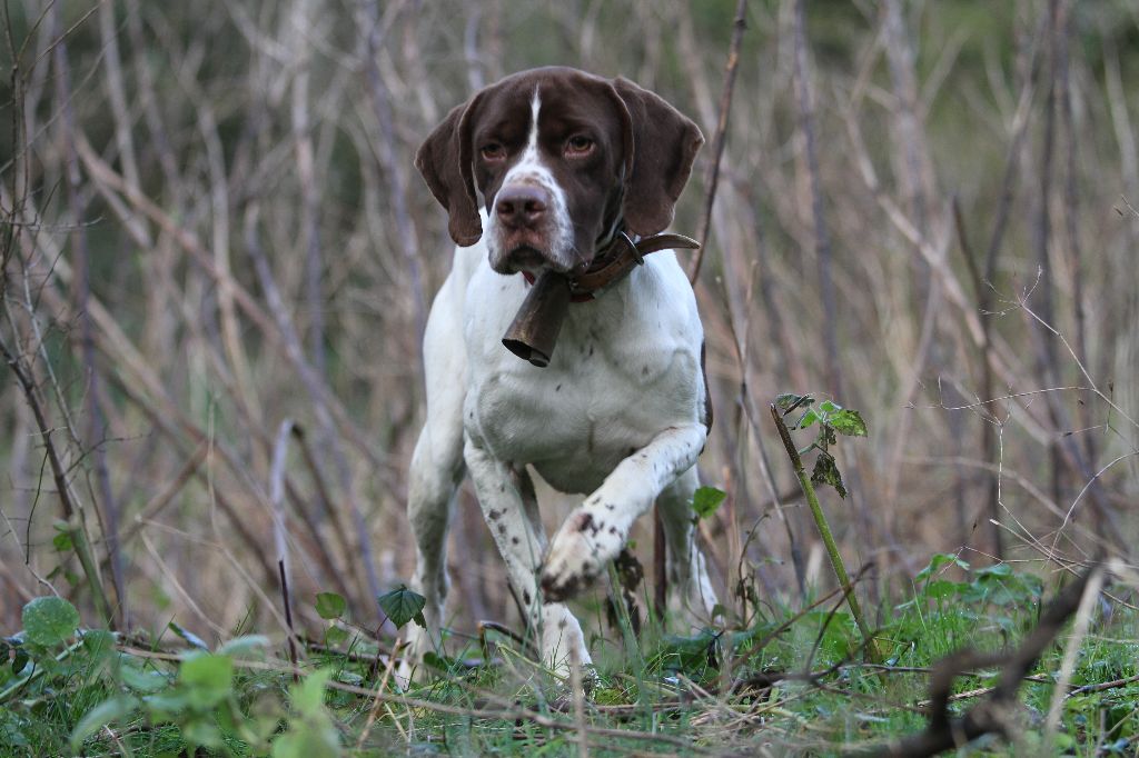 Tous nos chiots à vendre de race Braque français, type Pyrenees (petite ...