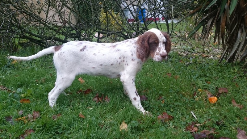Chien Setter Anglais Jaby de la Jeannaie du Bois