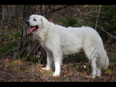 Chien Berger de Podhale - Tatra CH. Aniolka du Jardin d'Ardenne