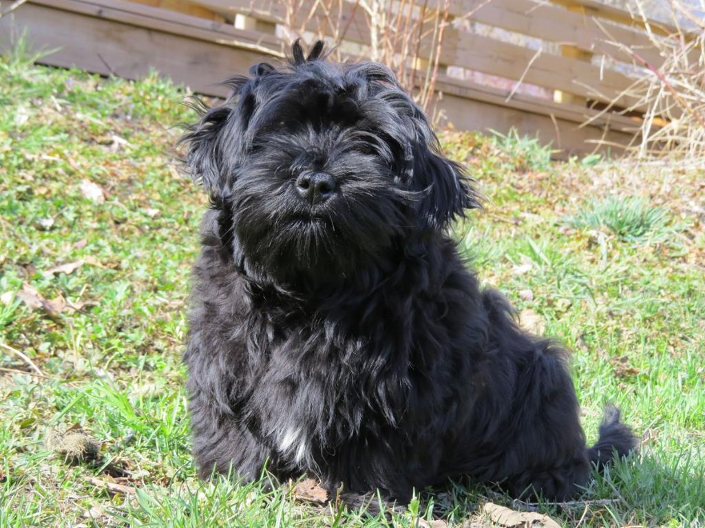 Chiot Bichon Havanais - TIMEO Du printemps des olivets