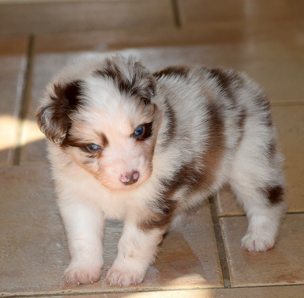 Chiot Berger Américain Miniature - Mâle Rouge merle BICOLORE NBT (queue ...