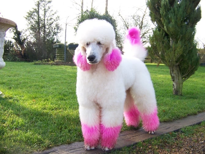 Accueil - Elevage de la halleboudière - eleveur de chiens Caniche