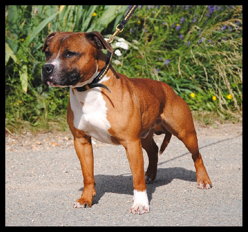 Chien Staffordshire Bull Terrier quinlent Buck thorn at hot king staff