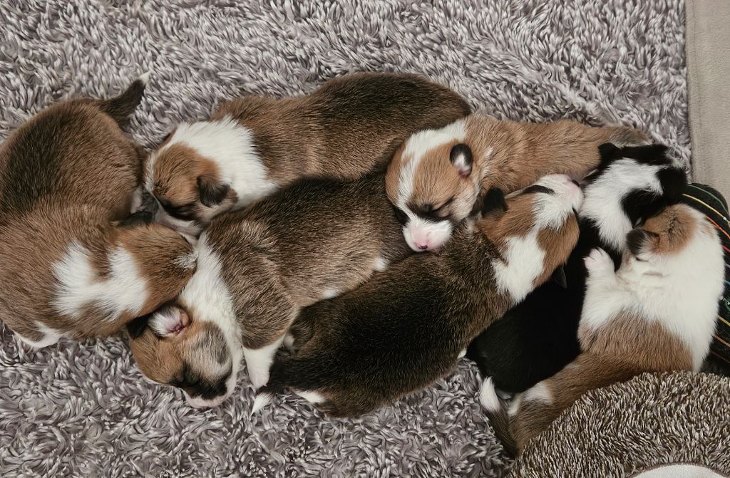 Chiot Welsh Corgi Pembroke - CHIOT 5 Emeishanquin