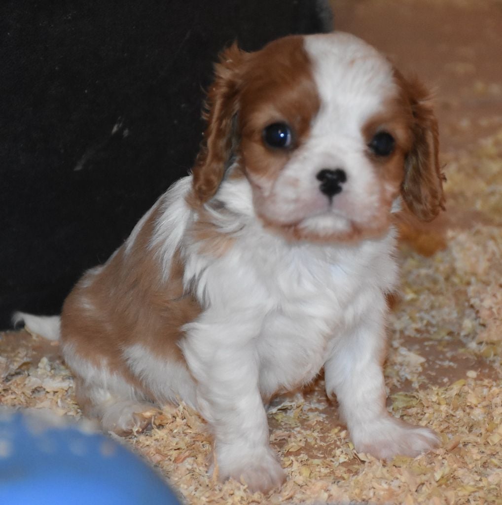 Chiot Cavalier King Charles Spaniel - male blenheim De la combe berail