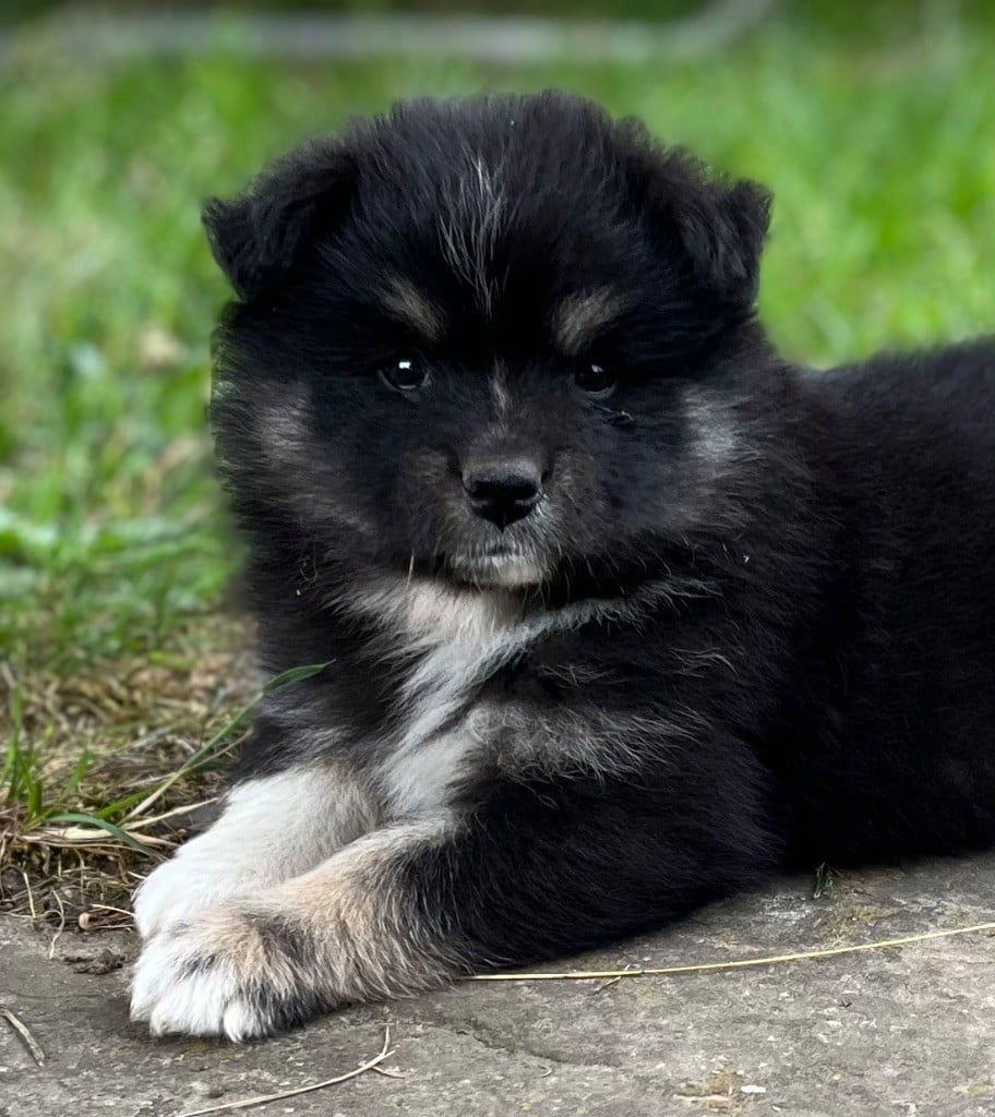 Chiot Chien finnois de Laponie - CHIOT du pays de l'aurore boréale
