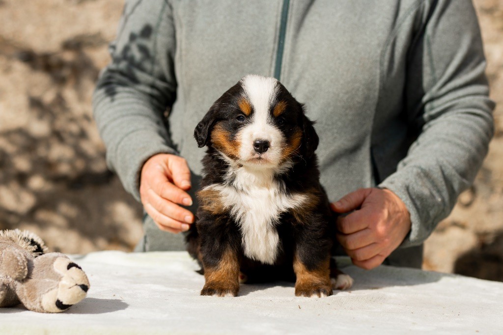 Chiot Bouvier Bernois - CHIOT de la Vallée de l'Hyrome