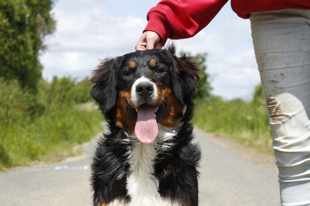 Chiot Bouvier Bernois - Tourner en Bourrique - 4 de la Vallée de l'Hyrome