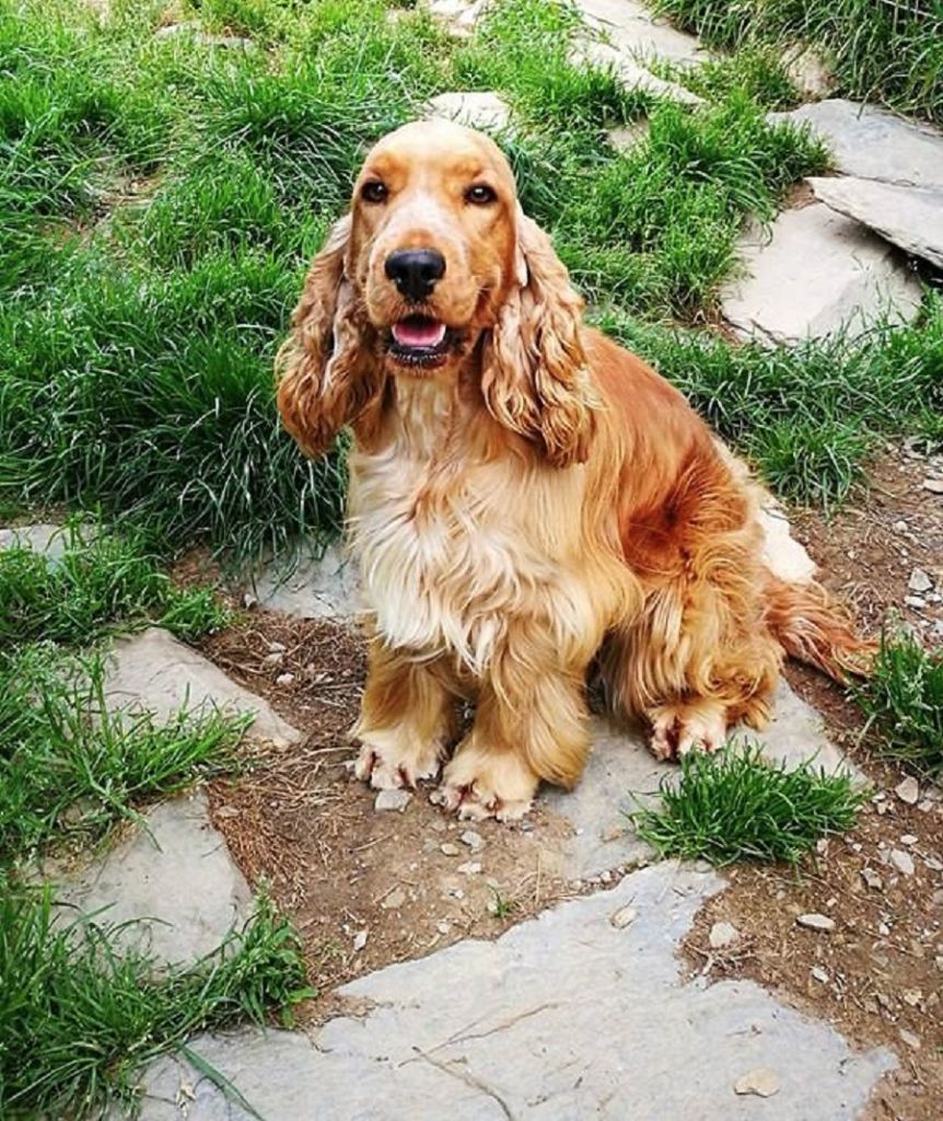 Accueil - Elevage du Kreizker - eleveur de chiens Cocker Spaniel ...