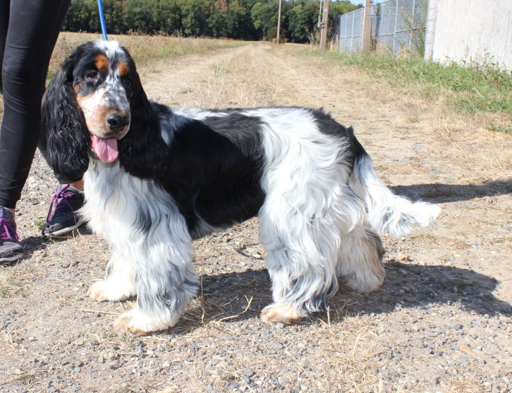 Accueil - Elevage du Kreizker - eleveur de chiens Cocker Spaniel ...