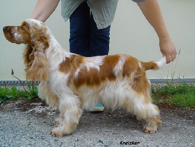 Accueil - Elevage du Kreizker - eleveur de chiens Cocker Spaniel ...