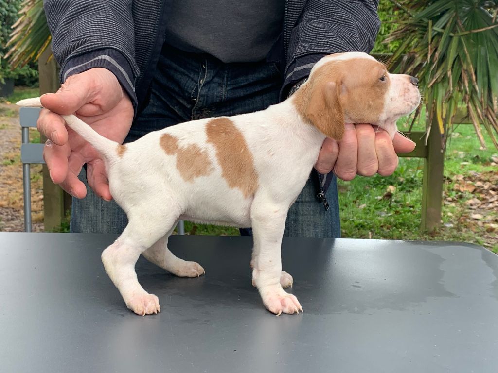 Chiots de la race Pointer disponibles sur chiots-de-france
