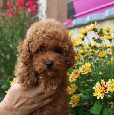 Chiots de race Caniche LOF à vendre en France