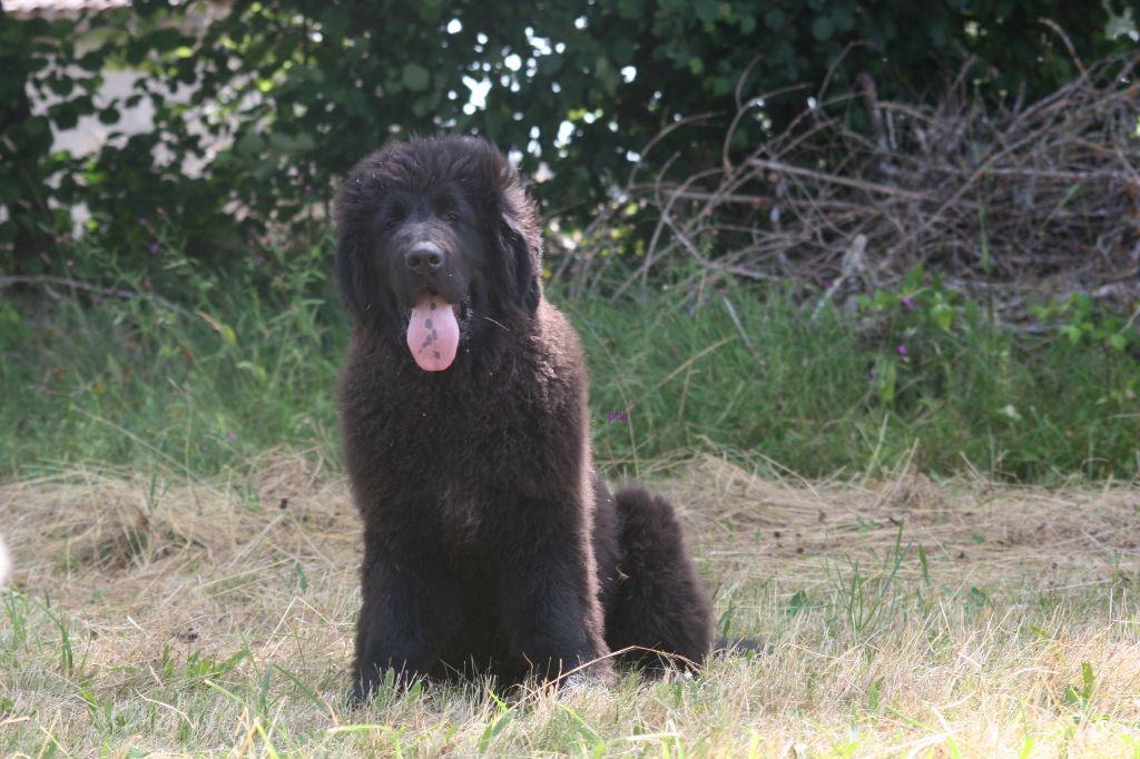 Chiot Terre-neuve - Ultra Fun du Pas de Gargantua