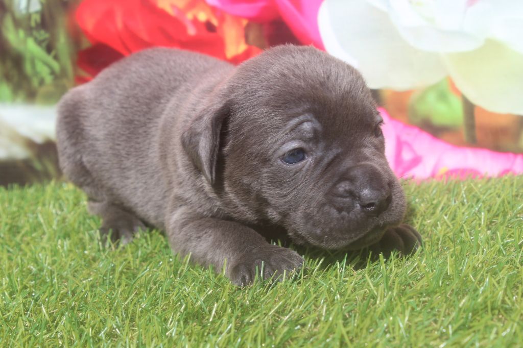 Chiot Cane Corso - femelle gris bleu (sans collier) of caniland's dream
