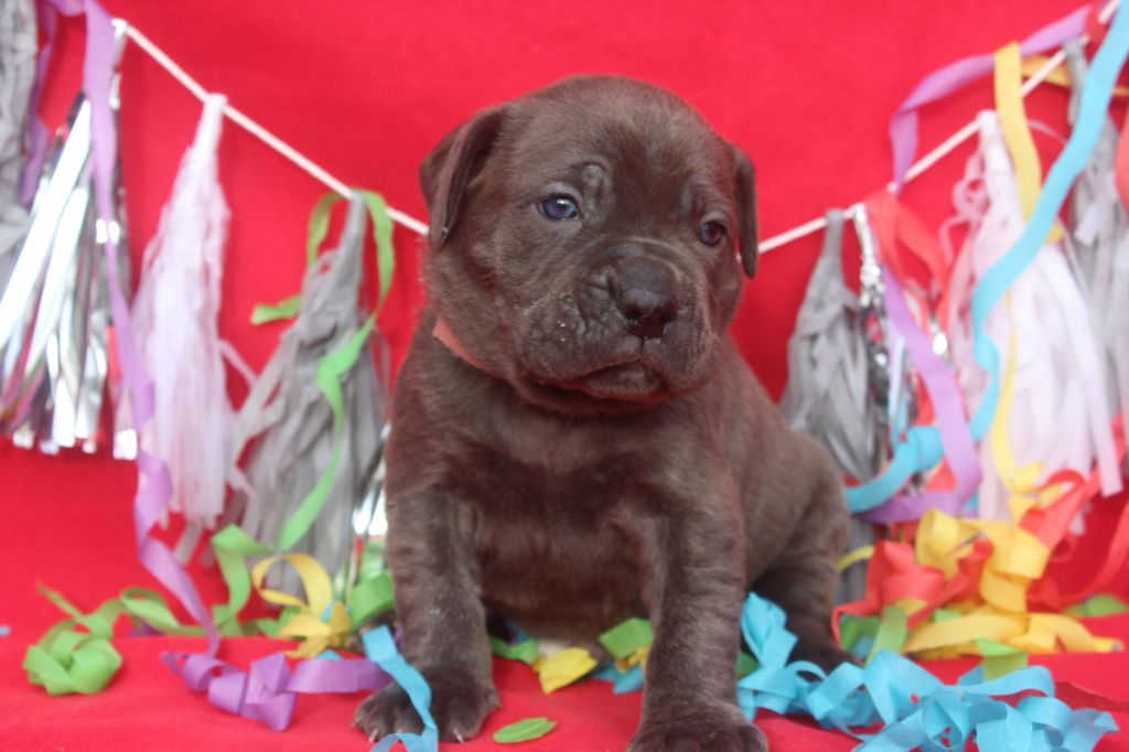 Chiot Cane Corso - male gris bleu(collier rose) of caniland's dream