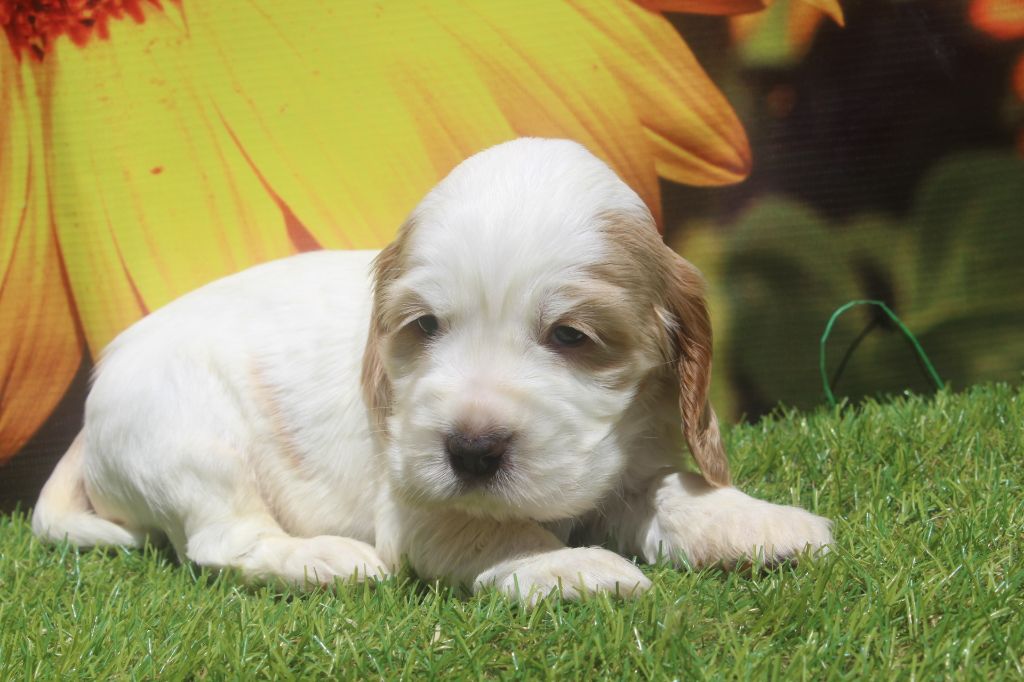 Chiot Cocker Spaniel Anglais - femelle blanc et fauve of caniland's dream