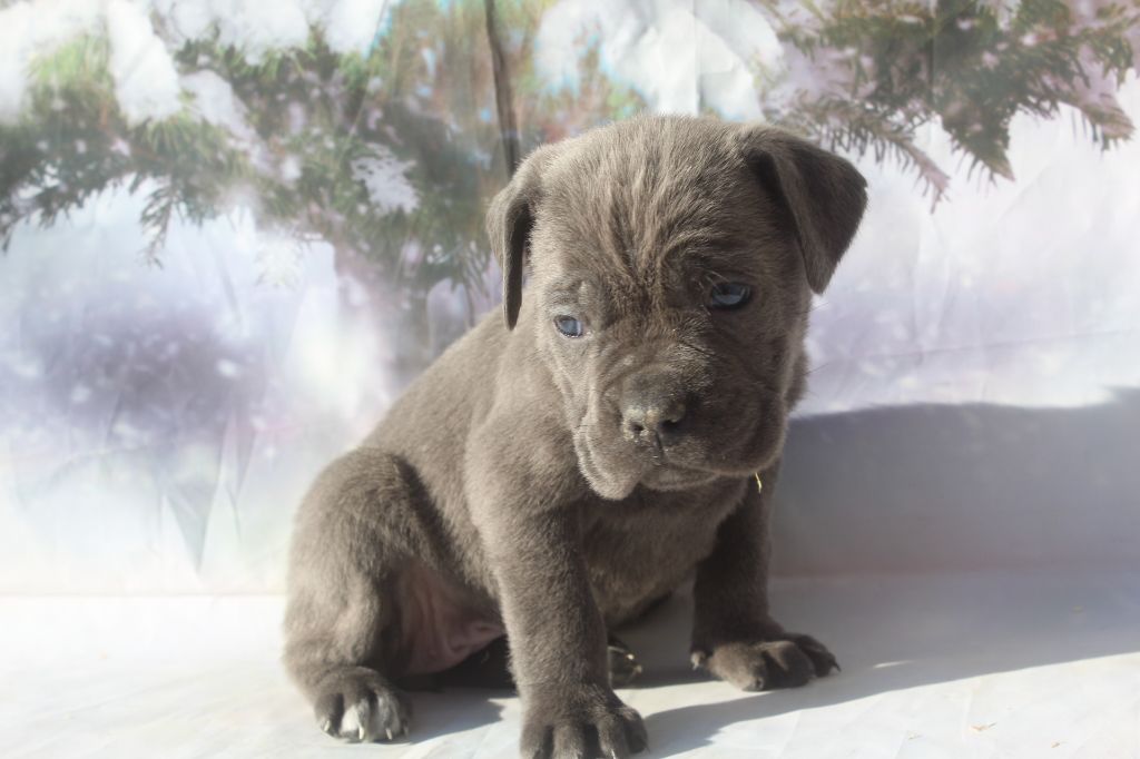 Chiot Cane Corso - femelle gris bleu (collier jaune) of caniland's dream