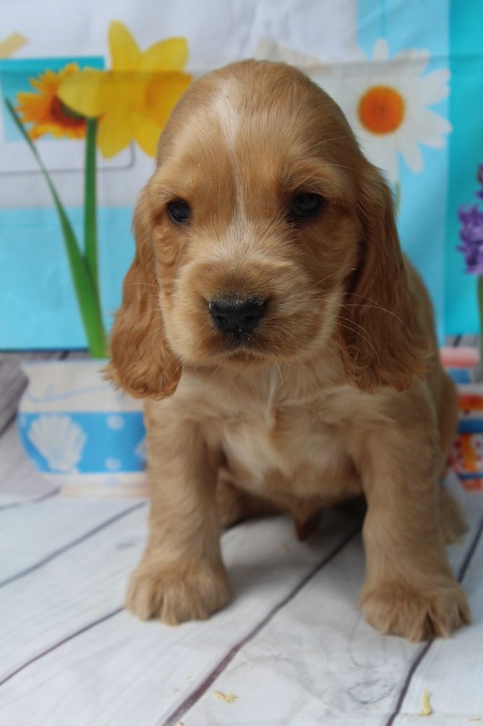 Chiot - Elevage of caniland's dream - eleveur de chiens Cocker Spaniel ...