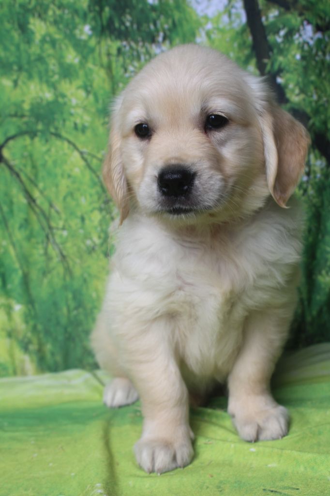Chiot Golden Retriever - femelle collier rose of caniland's dream