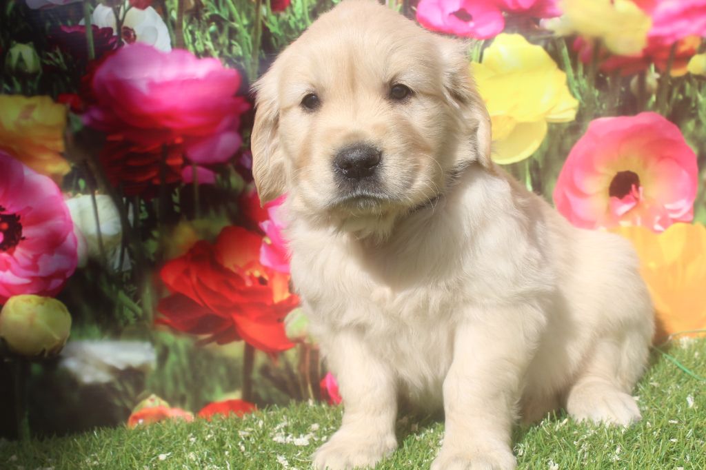 Chiot Golden Retriever - femelle (collier noir) of caniland's dream