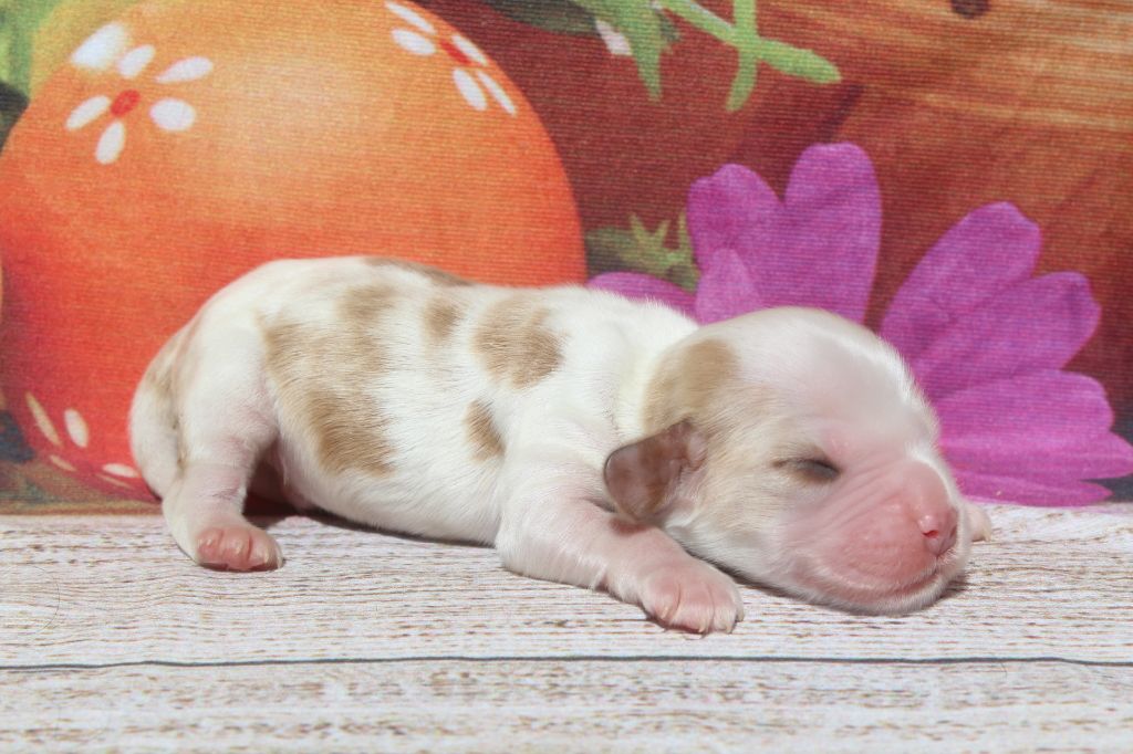 Chiot Cocker Spaniel Anglais - male blanc et fauve of caniland's dream