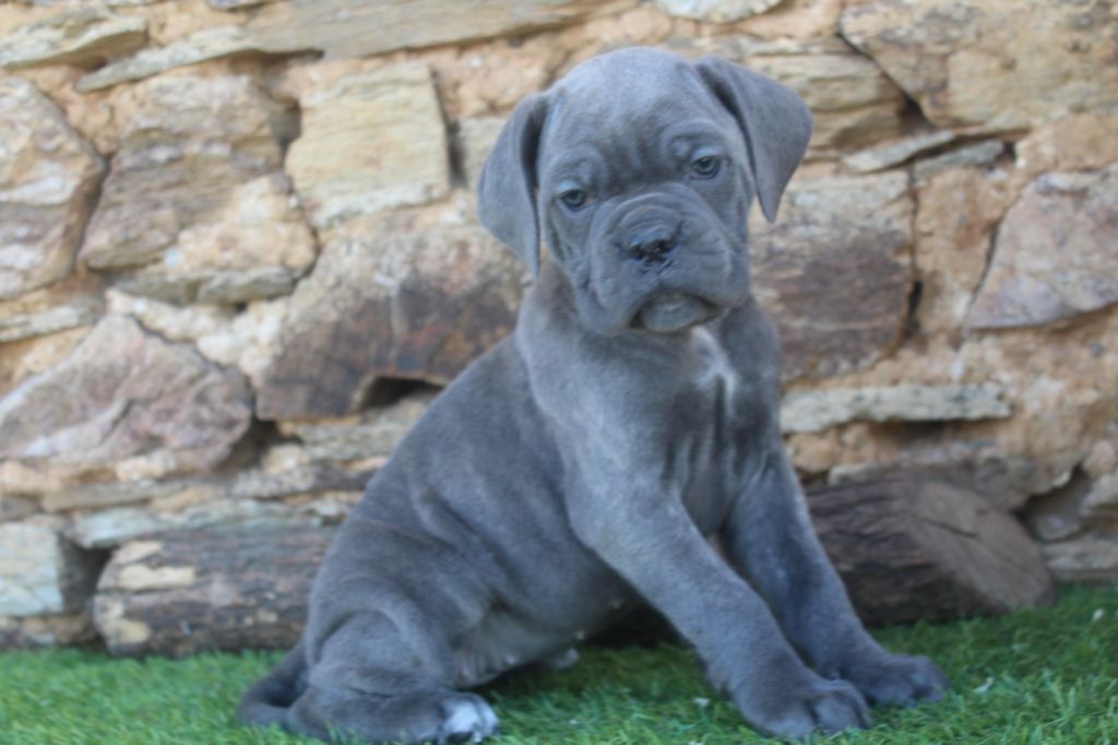 Chiot Cane Corso - Femelle gris bleu (collier rose) of caniland's dream