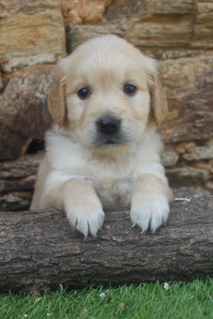 Chiot Golden Retriever - femelle collier violet of caniland's dream
