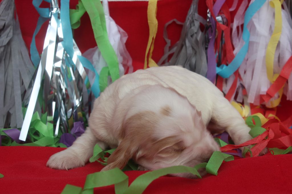 Chiot Cocker Spaniel Anglais - male blanc et orange of caniland's dream