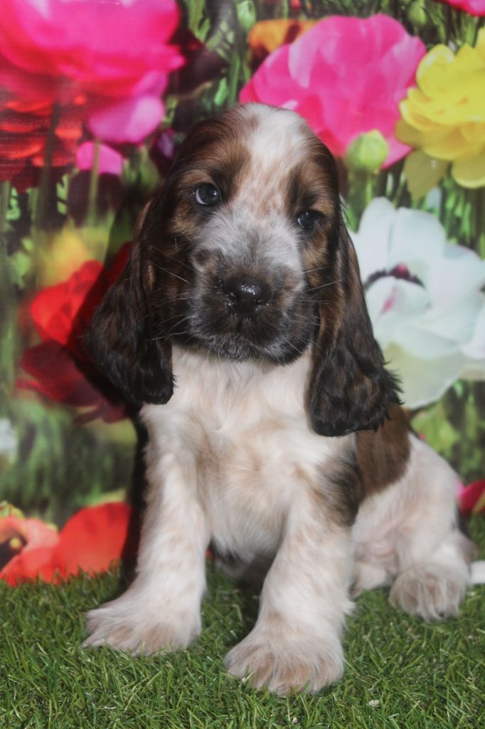 Chiot Cocker Spaniel Anglais - male blanc et marron charbonné of ...
