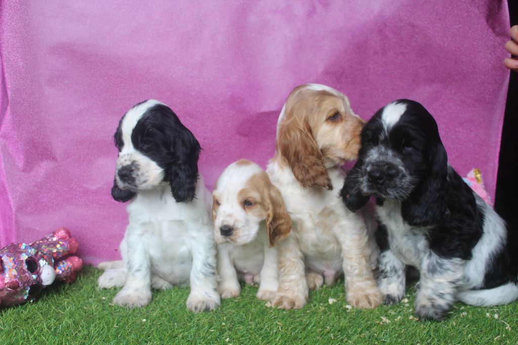 Tous nos chiots à vendre de race Cocker Spaniel Anglais en France