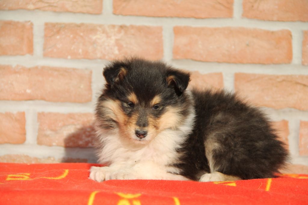 Chiot Colley à poil long - CHIOT de la Fleur d'Ecosse