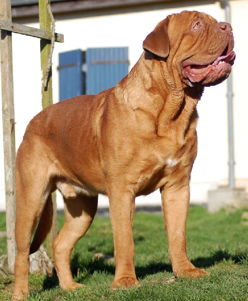 Chien Dogue de Bordeaux Ekatombe des Chênes d'argent