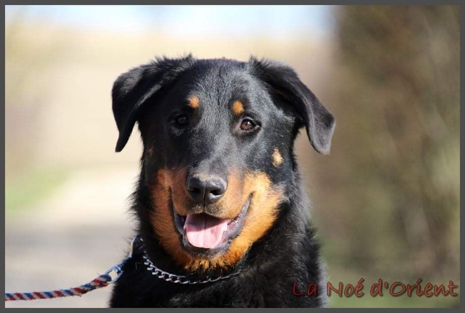 Chien Berger de Beauce Ratafia de champagne de la Noé d'Orient