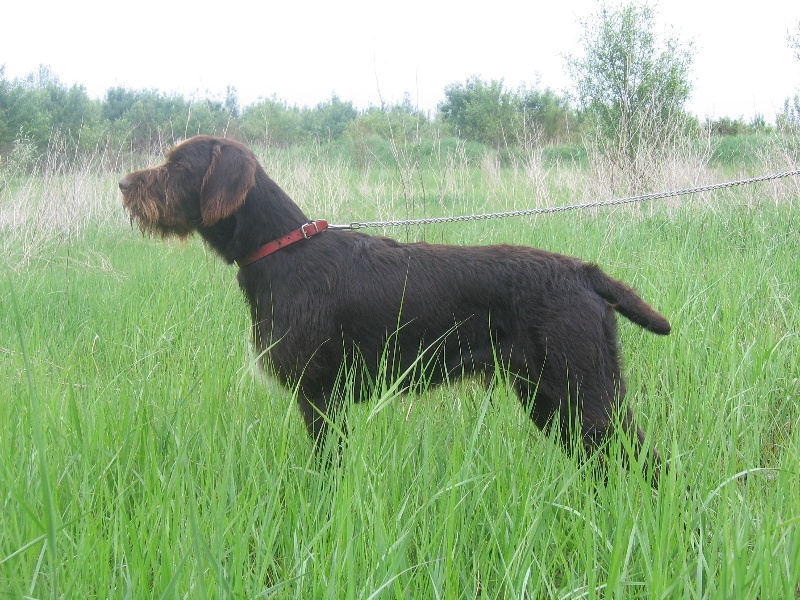 Chien Barbu tchèque Arron des camilloux de la vieille forge