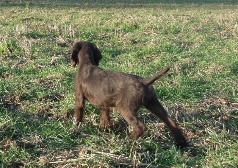 Chien Barbu tchèque Eros des camilloux de la vieille forge