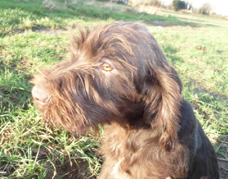 Chien Barbu tchèque Eros des camilloux de la vieille forge