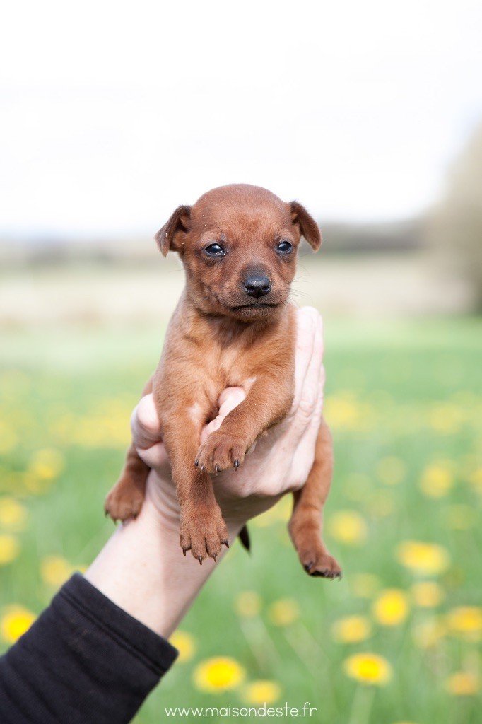 Accueil - Elevage De la Maison d'Este - eleveur de chiens Pinscher nain